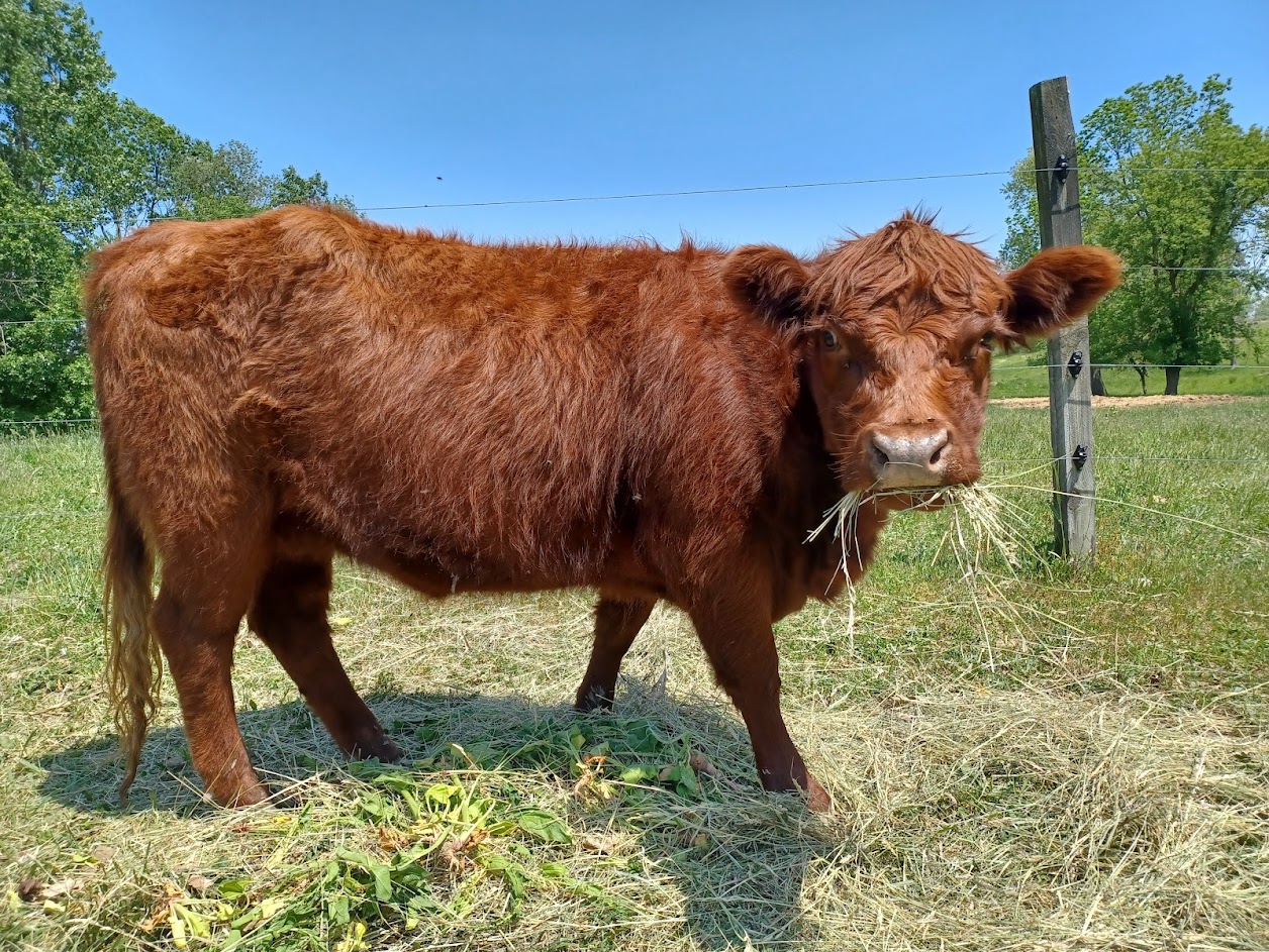 Available Cattle – Rhinelander Farm